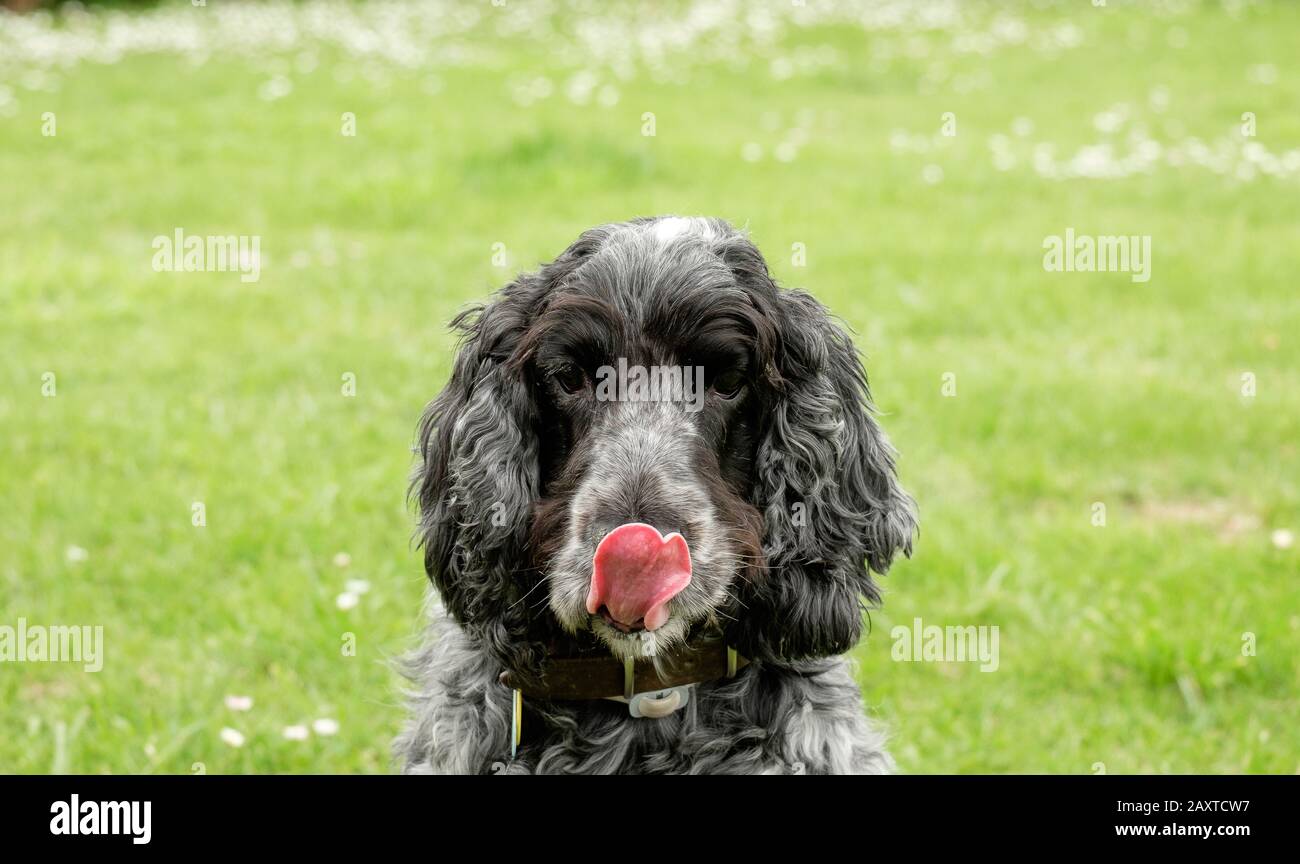 Portrait ten year old english cocker spaniel Stock Photo - Alamy