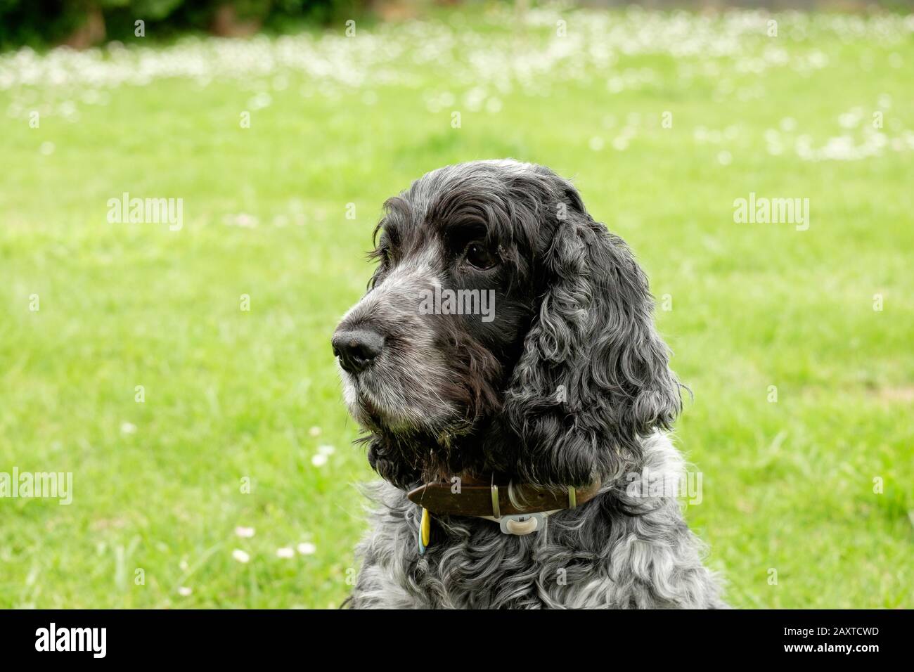 Old english cocker spaniel hi-res stock photography and images - Alamy
