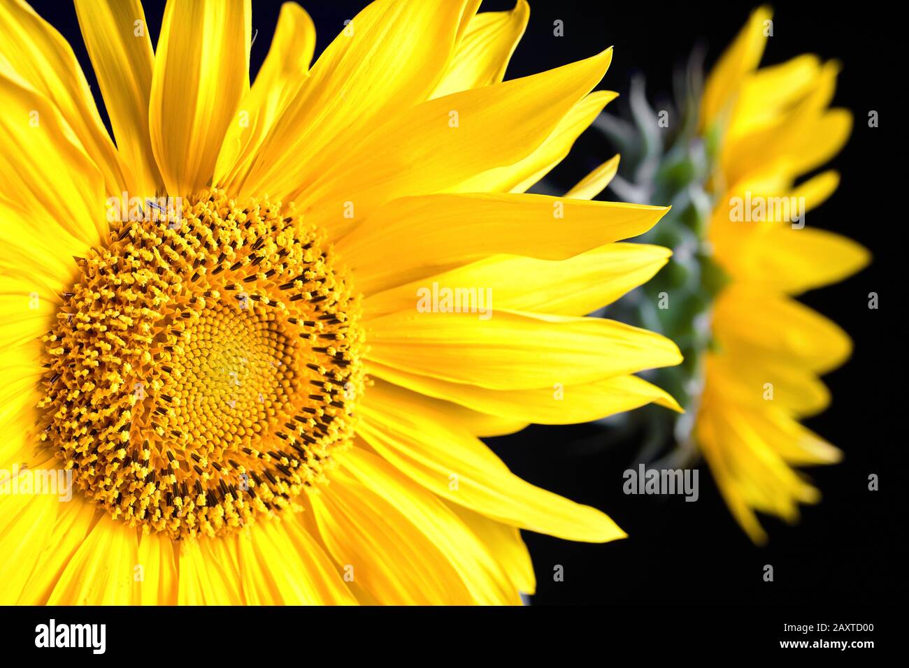 Vegetable pollen hi-res stock photography and images - Alamy