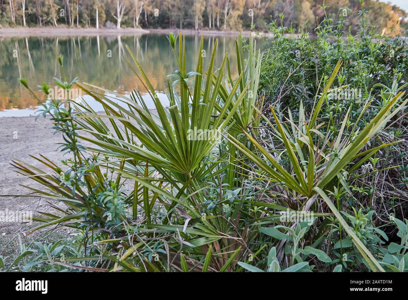 Saw palmetto palm tree hi-res stock photography and images - Alamy