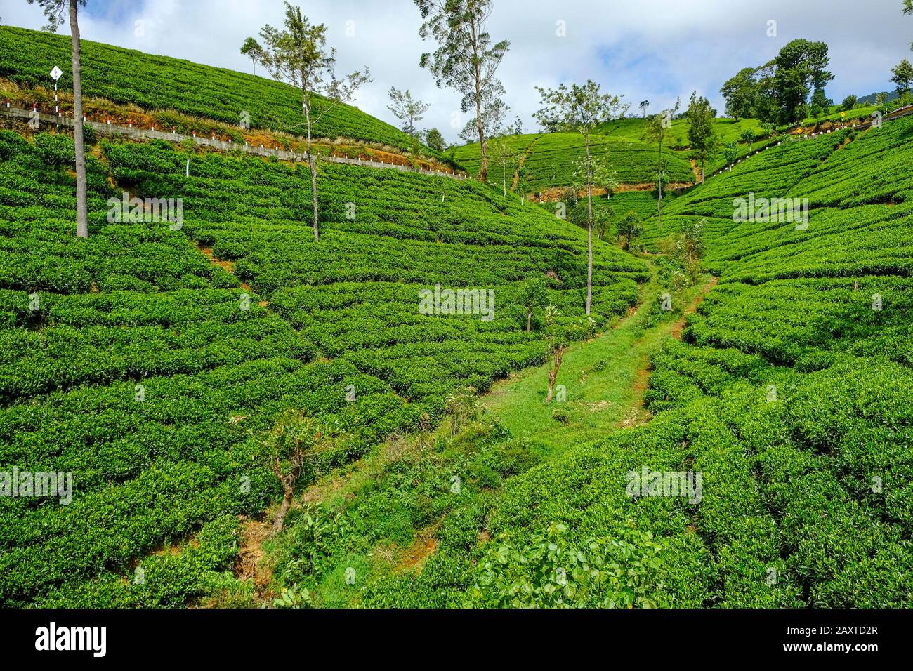 Tea plantation in Sri Lanka Stock Photo - Alamy