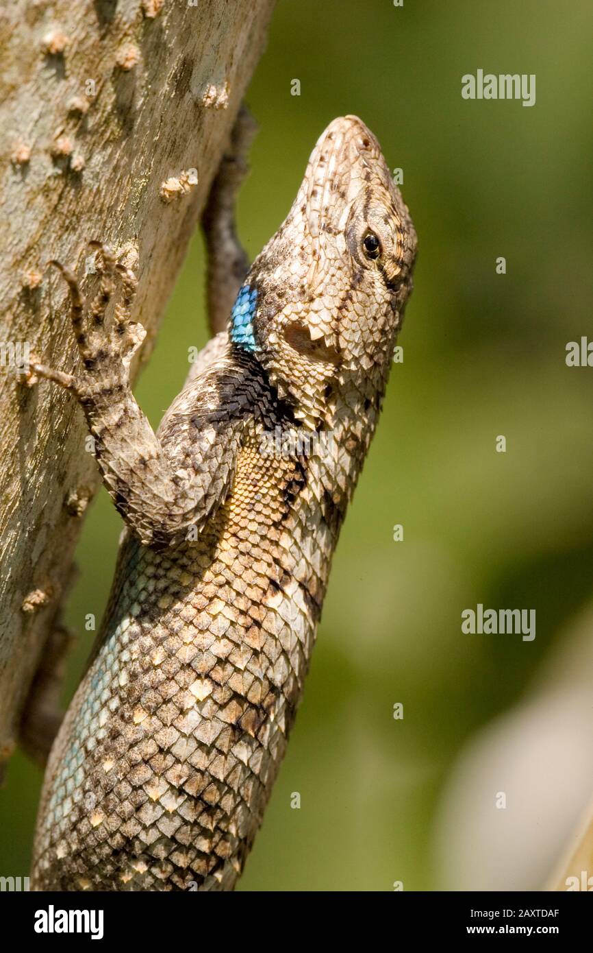 Agama undulata hi-res stock photography and images - Alamy