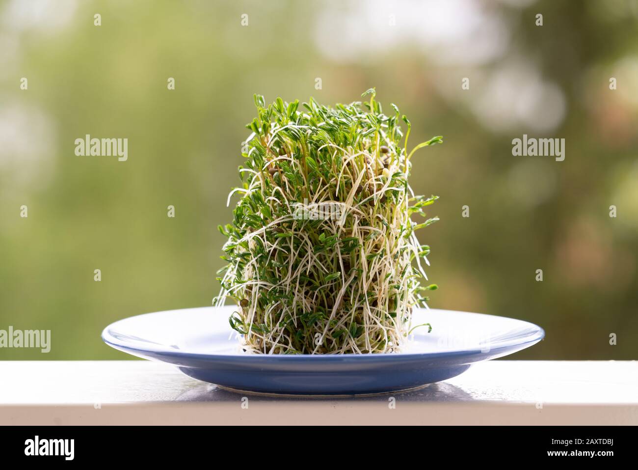 green sprouts edible plants. microgreens nutrition Stock Photo - Alamy
