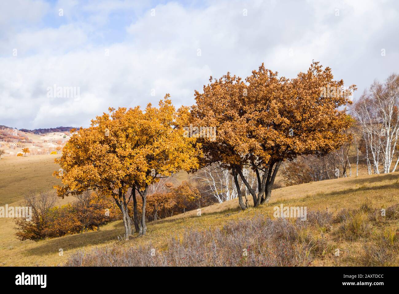 In autumn, trees on the hillside Stock Photo - Alamy