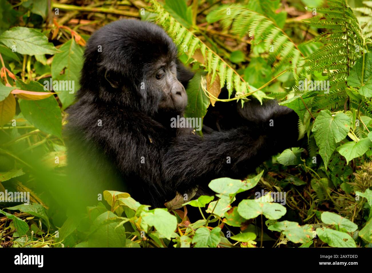 Closeup of a mountain gorilla cub eating foliage in the Bwindi ...