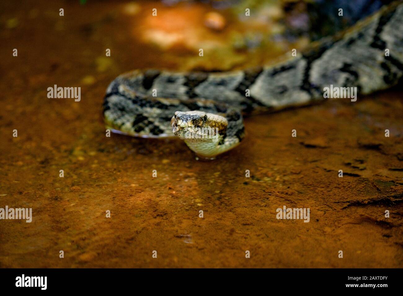 A Timber Rattlesnake, Crotalus horridus, in a still water side channel ...