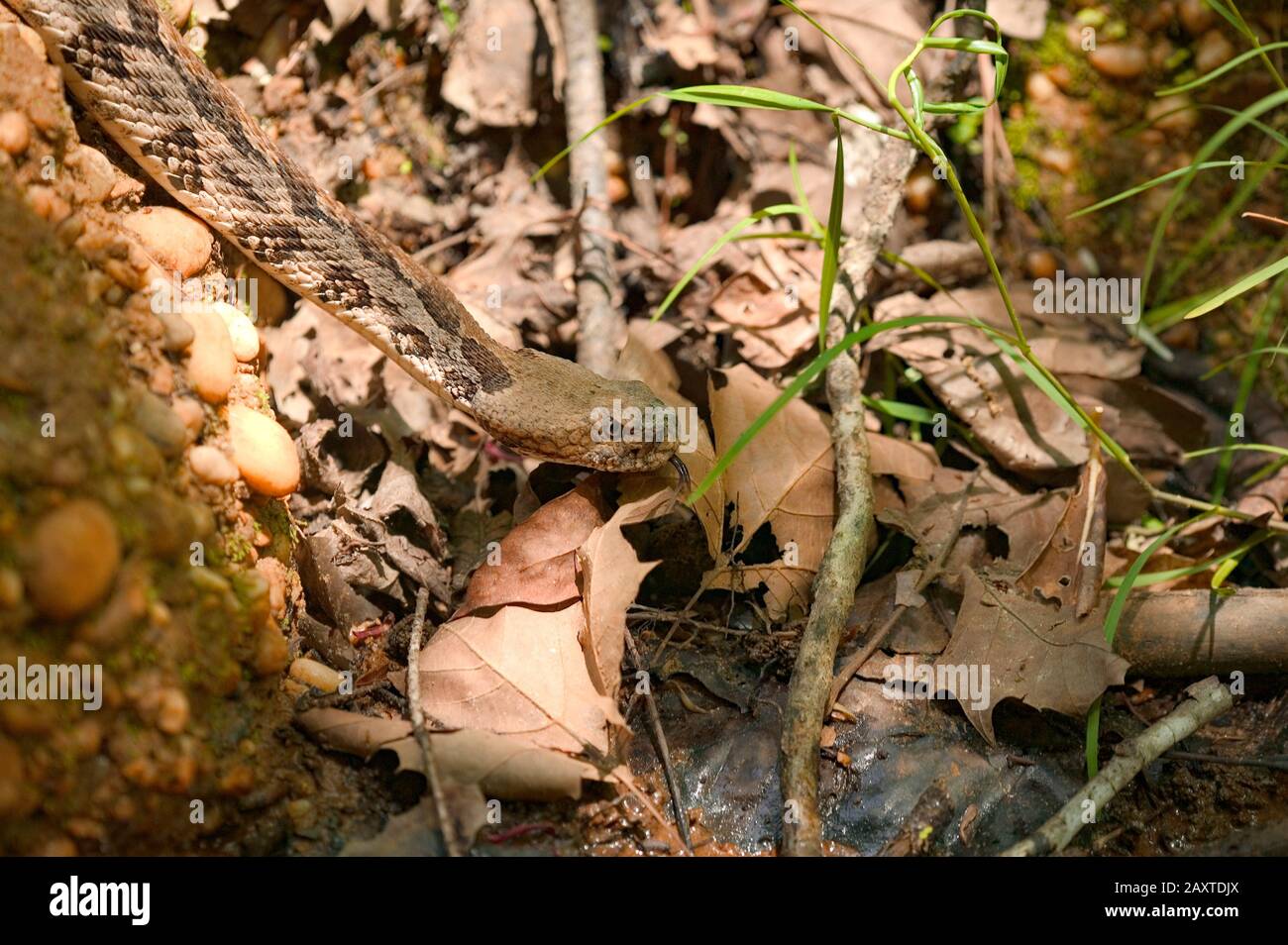 A Timber Rattler, Crotalus horridus, sliding down the gravel bank ...