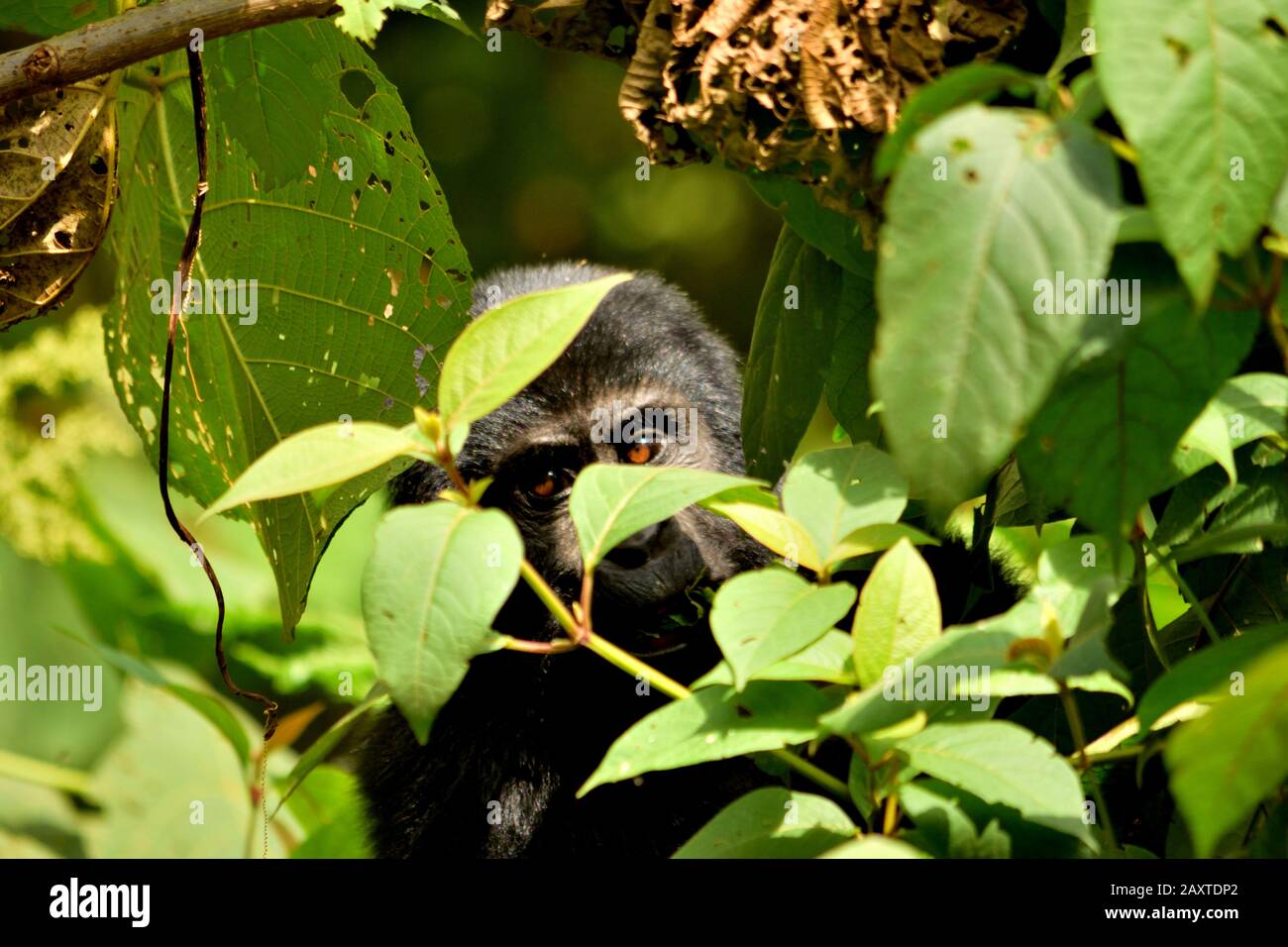 Closeup of a mountain gorilla cub eating foliage in the Bwindi ...
