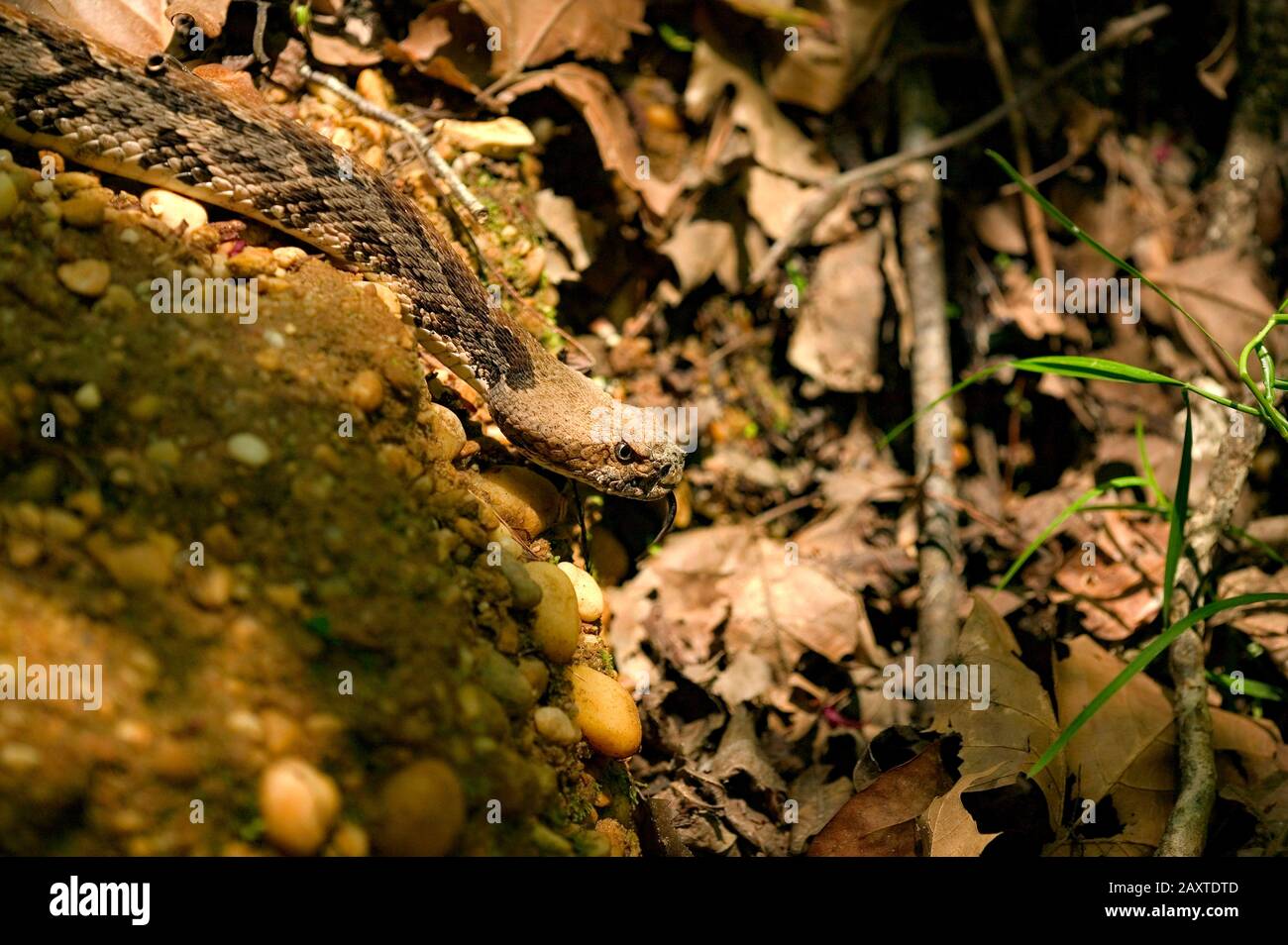 A Timber Rattlesnake, Crotalus horridus, sliding down the gravel bank ...