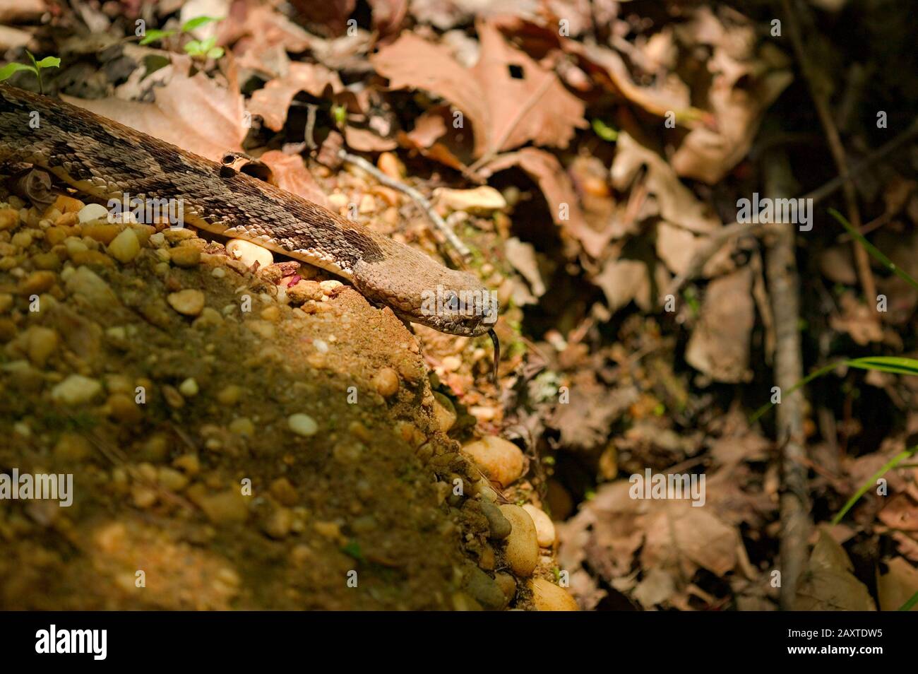 A Timber Rattlesnake, Crotalus horridus, sliding down the gravel bank ...