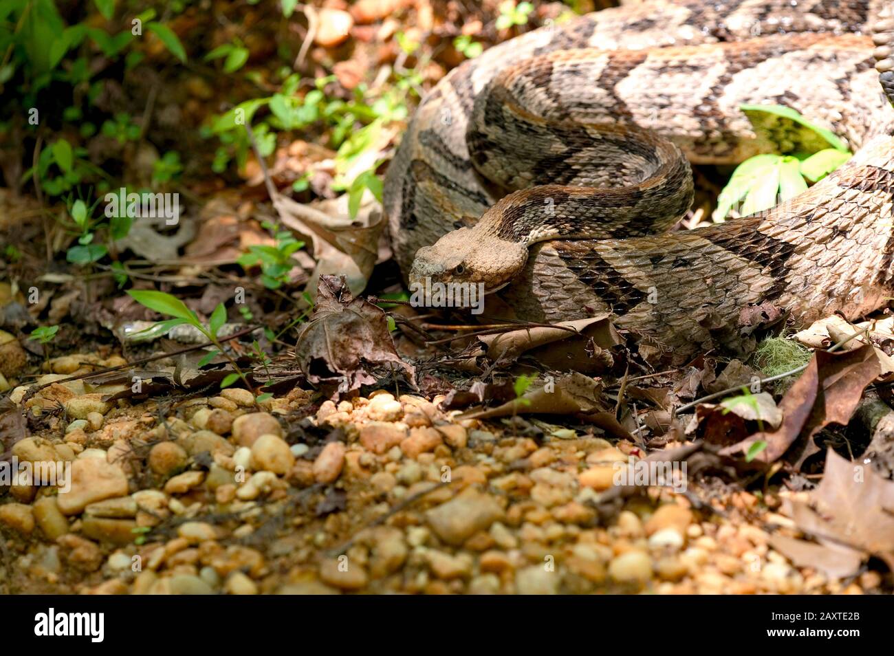 Timber rattler hi-res stock photography and images - Alamy