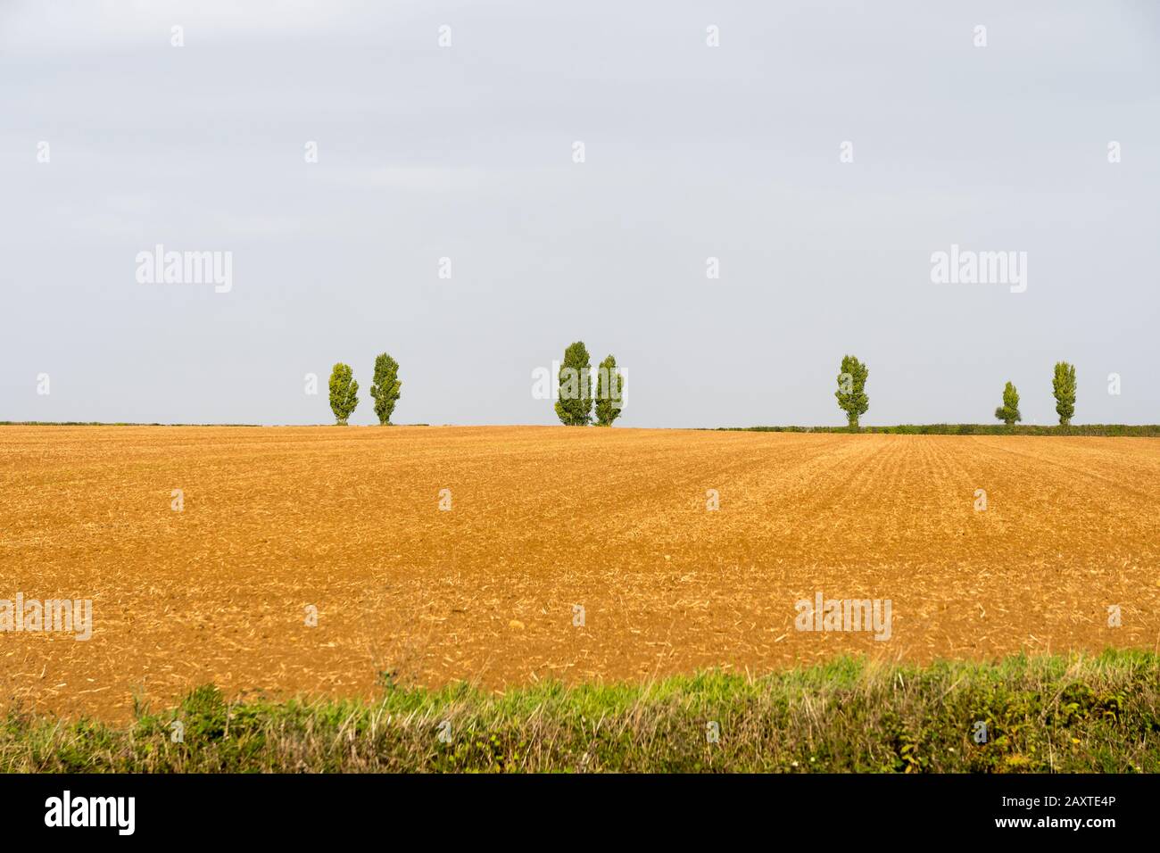 Endless fields of wheat hi-res stock photography and images - Alamy