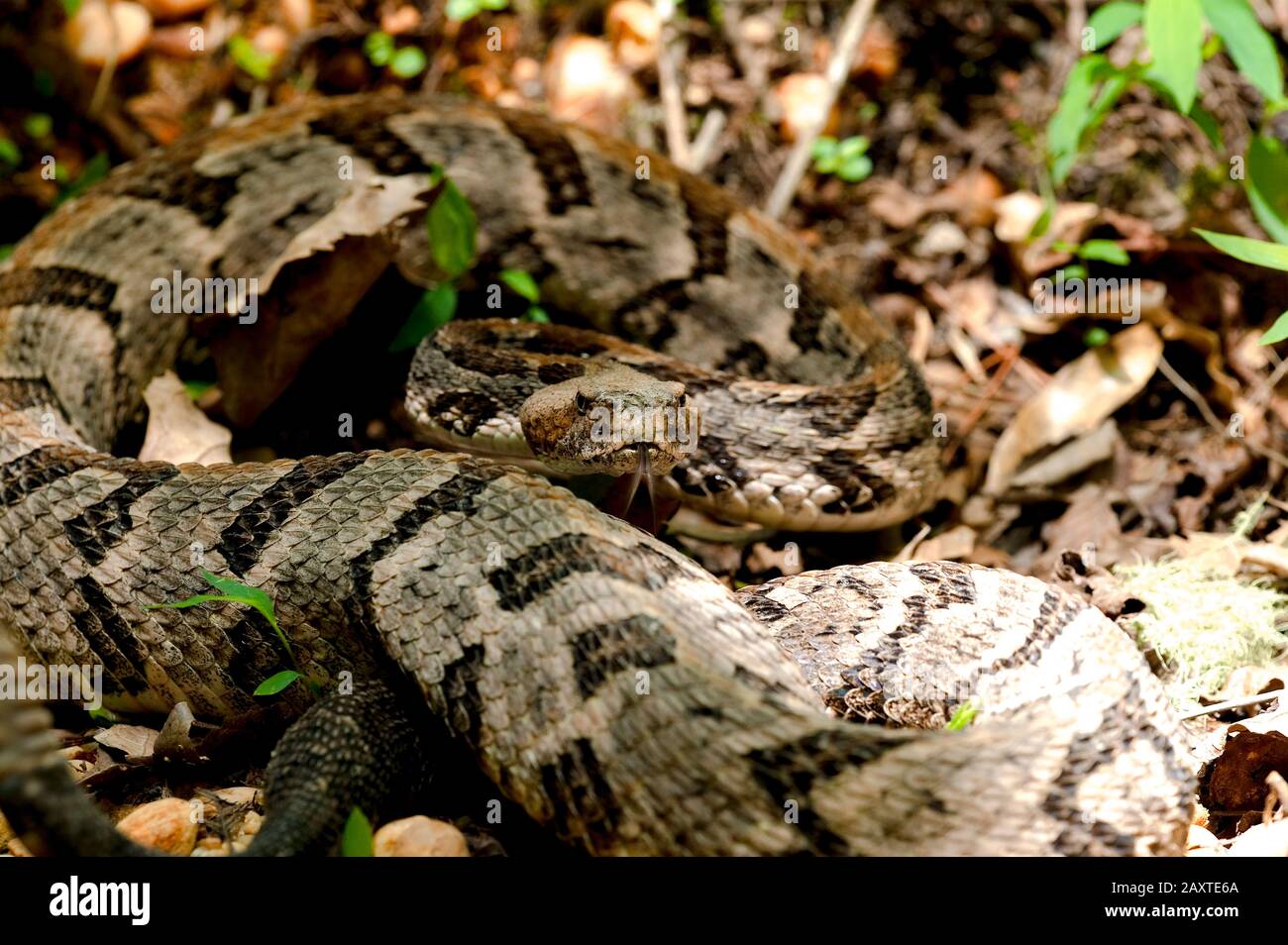 A Timber Rattler, Crotalus horridus, coiled on a gravel bar, along ...