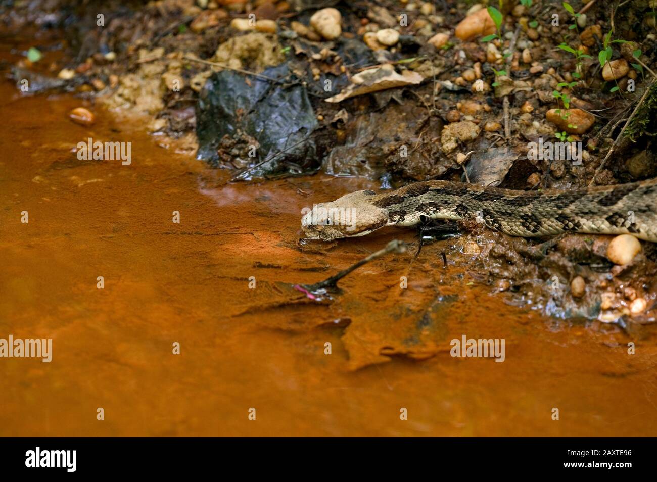 Canebrake rattlesnake hi-res stock photography and images - Alamy