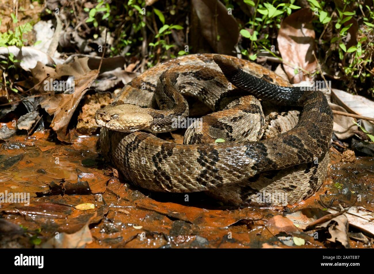 A Timber Rattler, Crotalus horridus, coiled in a marshy area of Bassett ...