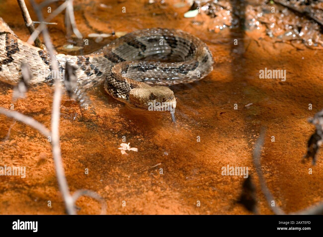 A Timber Rattlesnake, Crotalus horridus, in a still water side channel ...