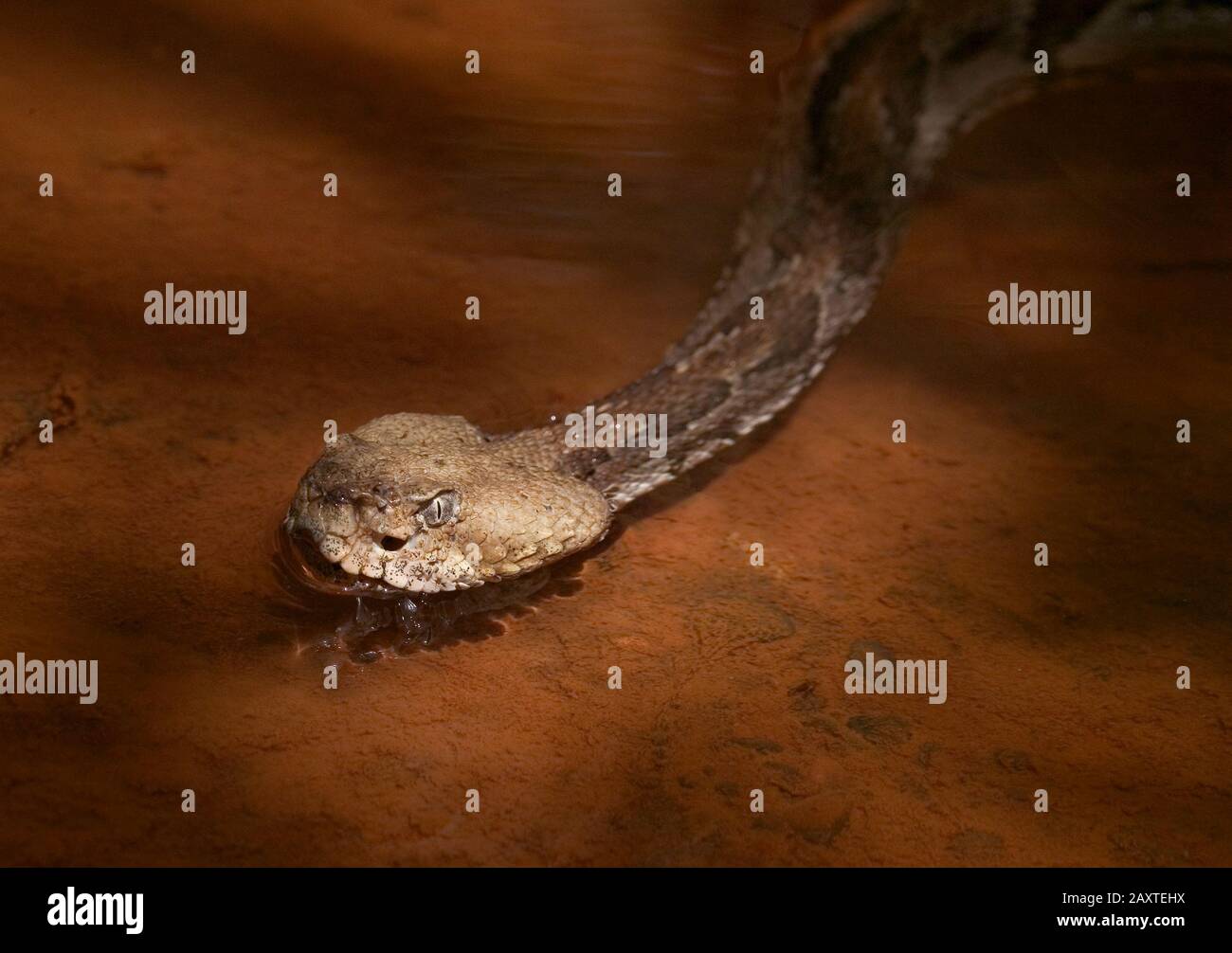 A Timber Rattlesnake, Crotalus horridus, in a still water side channel ...