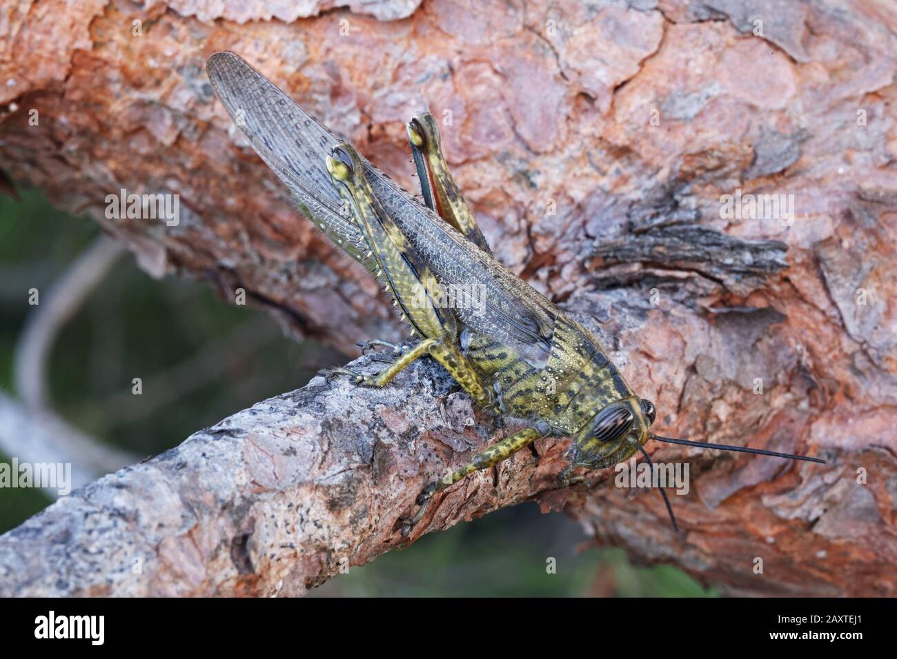 migratory locust, solitary, locusta migratoria, female specimen Stock ...