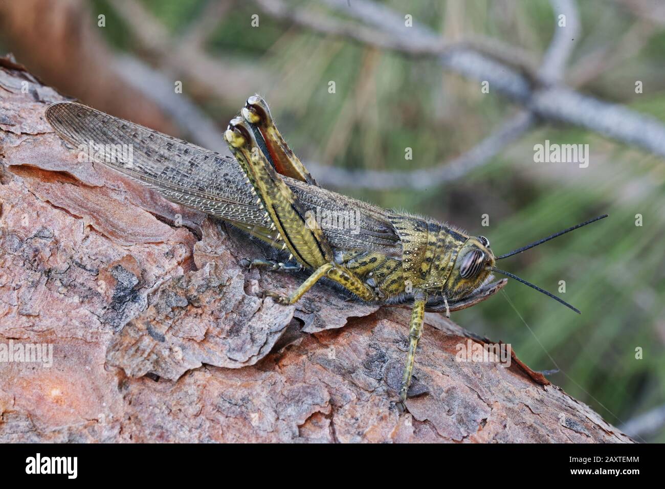 female specimen of migratory locust, locusta migratoria, solitary phase ...