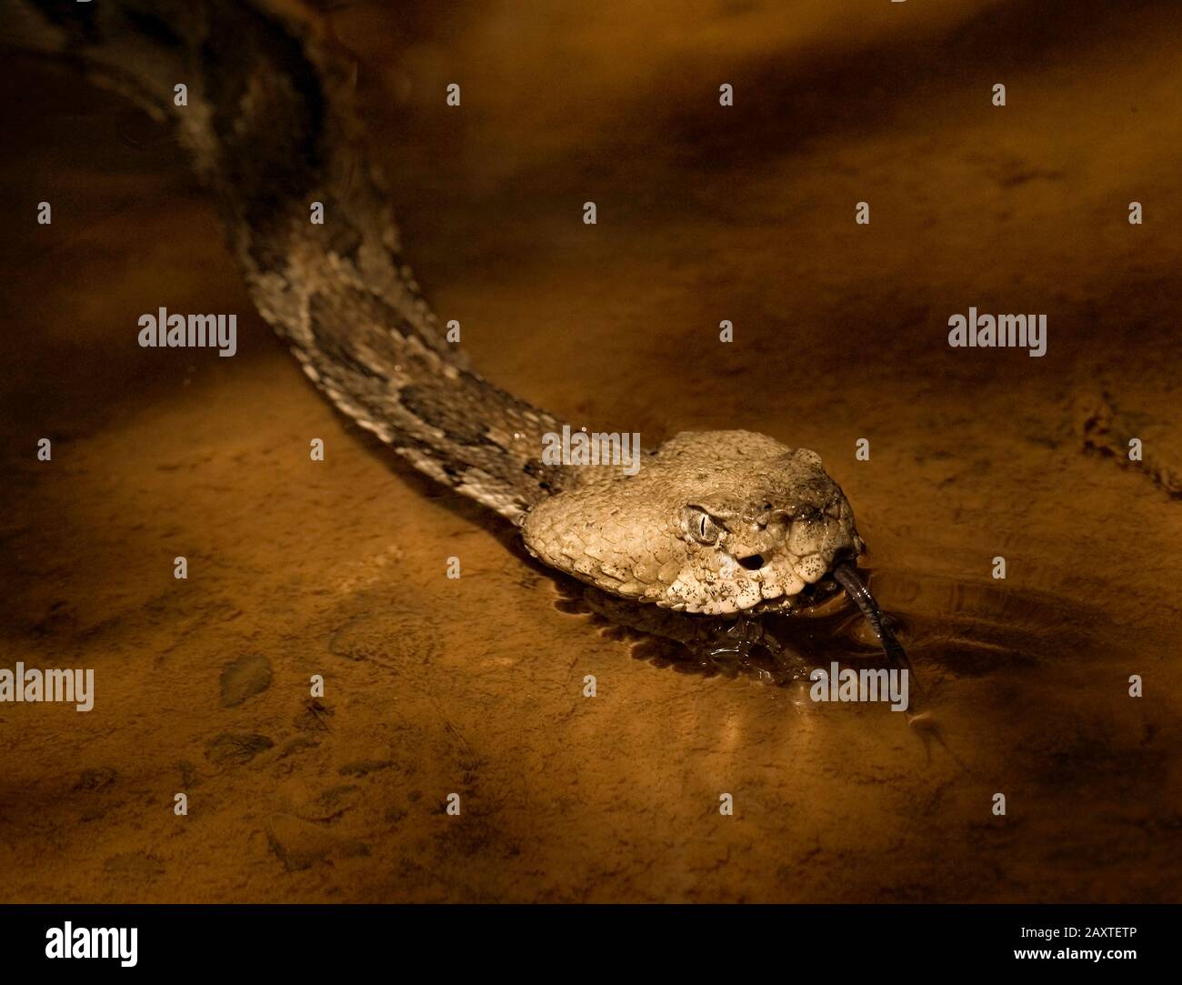 A Timber Rattlesnake, Crotalus horridus, in a still water side channel ...