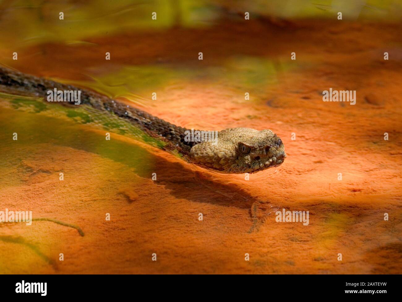 A Timber Rattlesnake, Crotalus horridus, in a still water side channel ...