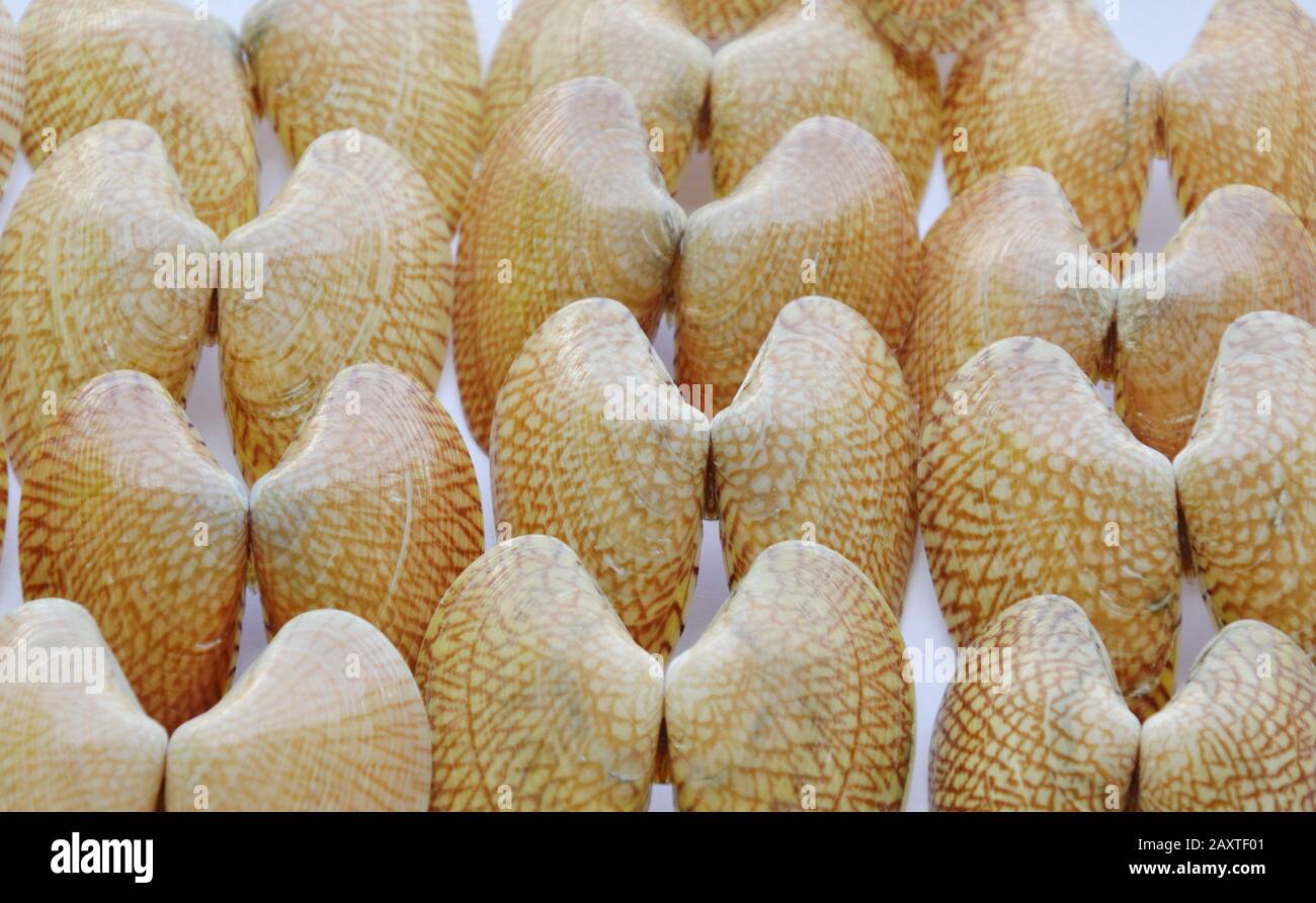 clams shell arranging on white background Stock Photo - Alamy