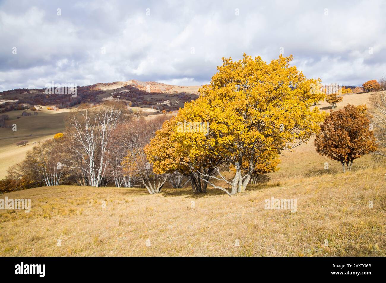 In autumn, trees on the hillside Stock Photo - Alamy