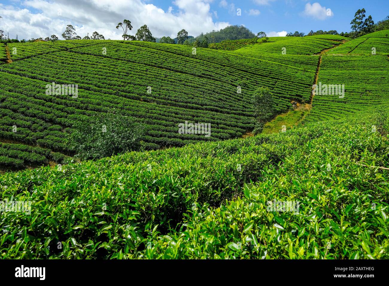 Vegetation landscape sri lanka hi-res stock photography and images - Alamy