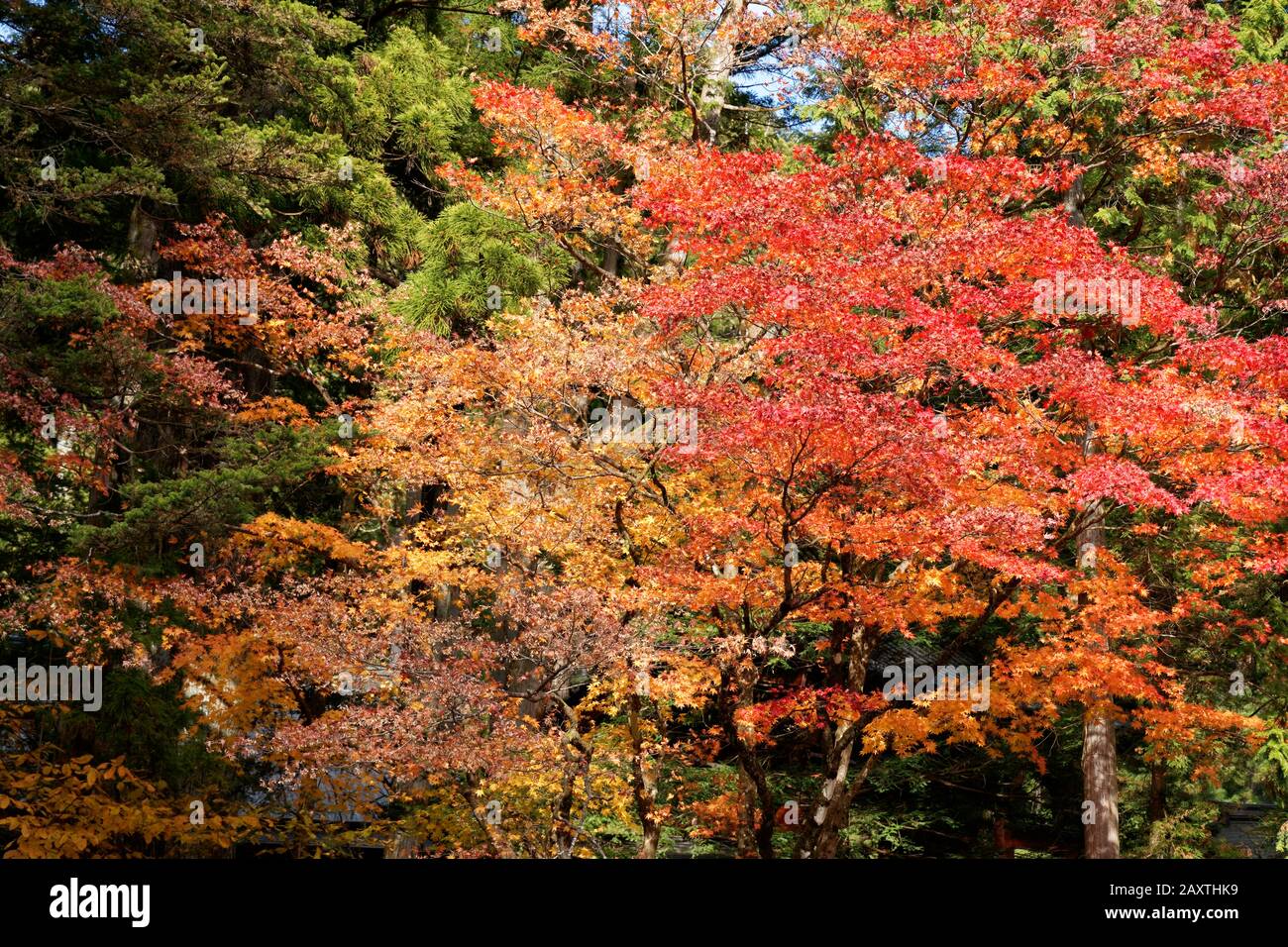 Colourful trees in autumn at Nikko, Japan shot on 60 megapixel camera ...