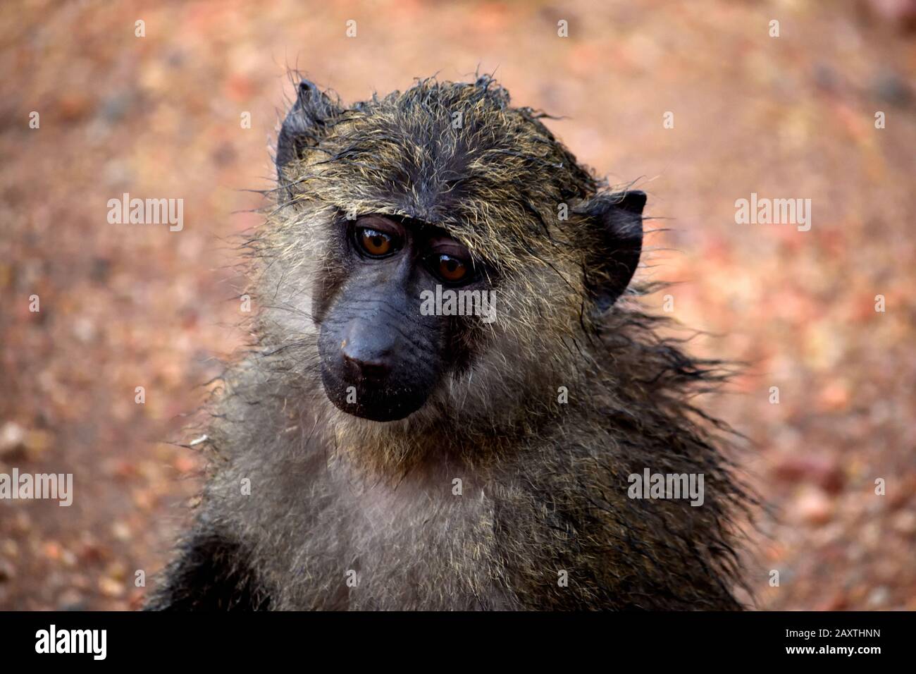 Closeup of a baboon cub in the tropical rain Stock Photo - Alamy