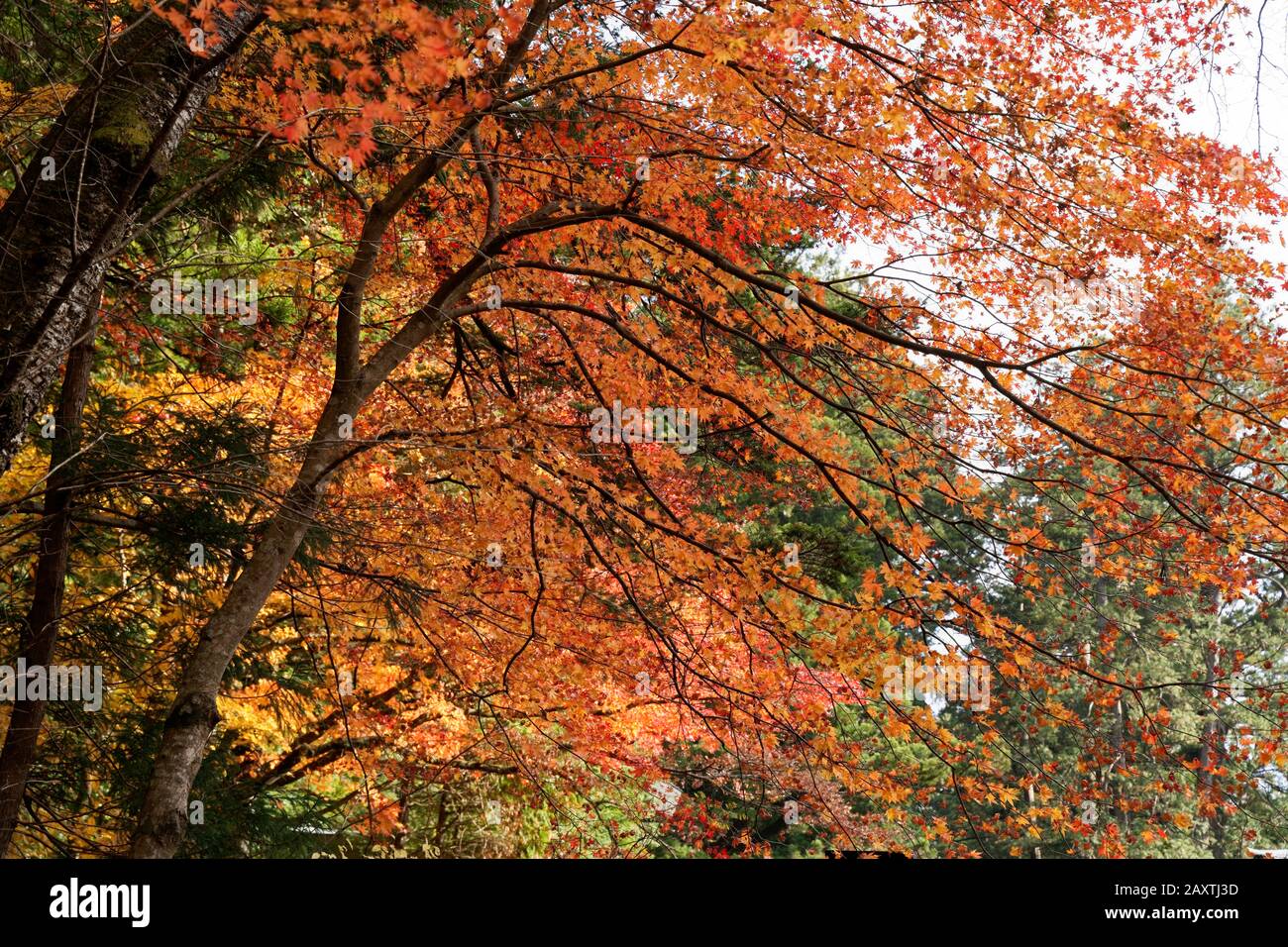 Colourful trees in autumn at Nikko, Japan shot on 60 megapixel camera ...