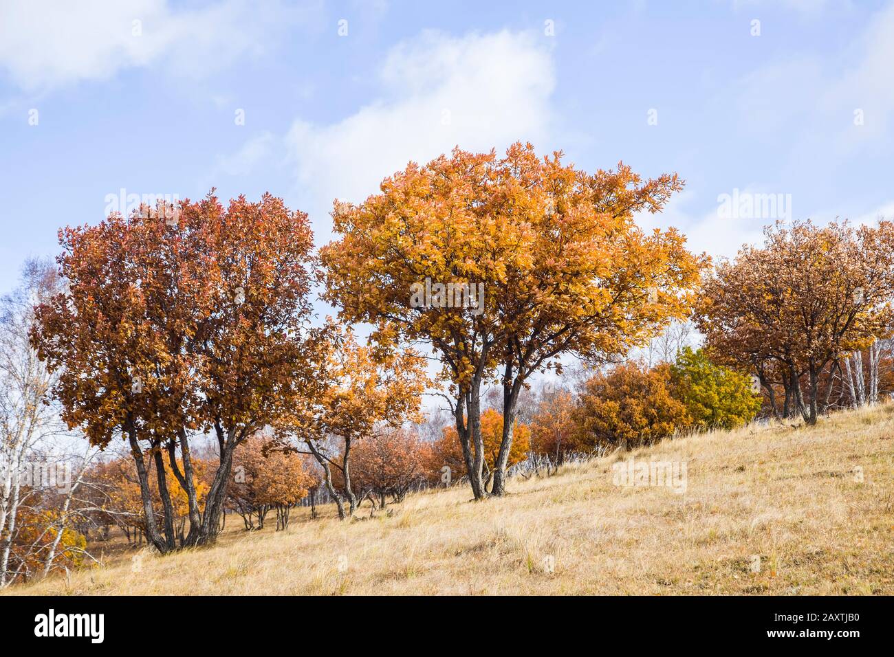 In autumn, trees on the hillside Stock Photo - Alamy