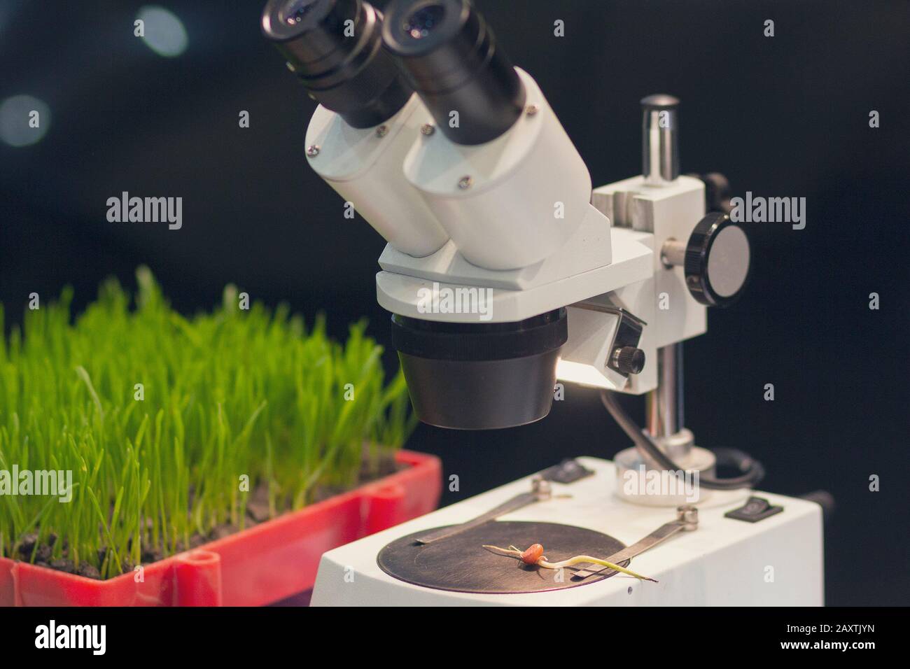 Microscope and plant seeds on a table in a laboratory. Agriculture ...