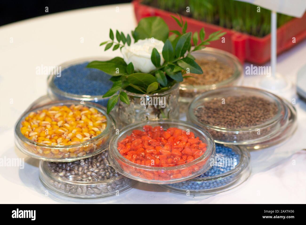 Multi-colored seeds with glass cups on a laboratory table. Agriculture ...
