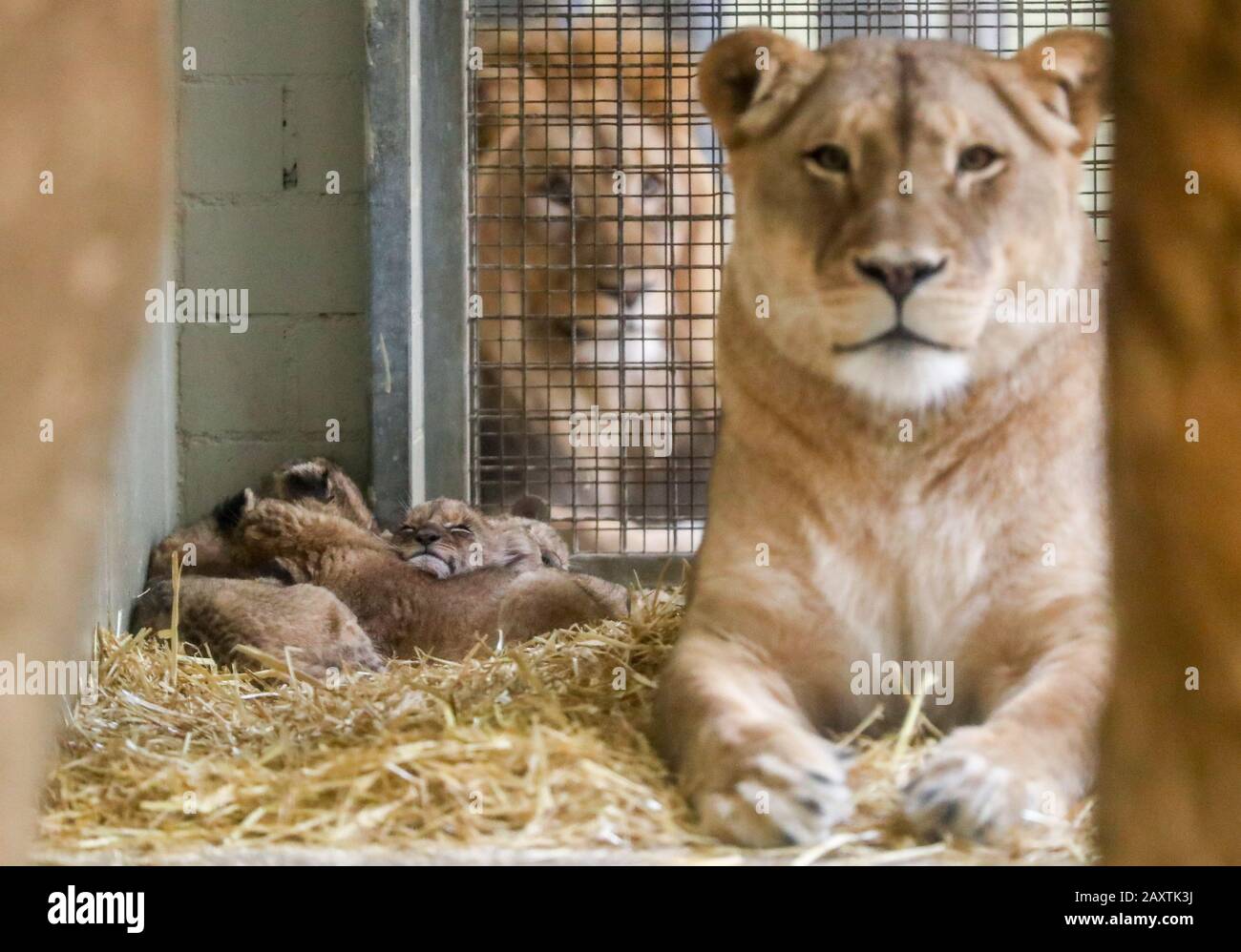 Two children with a baby lion hi-res stock photography and images - Alamy