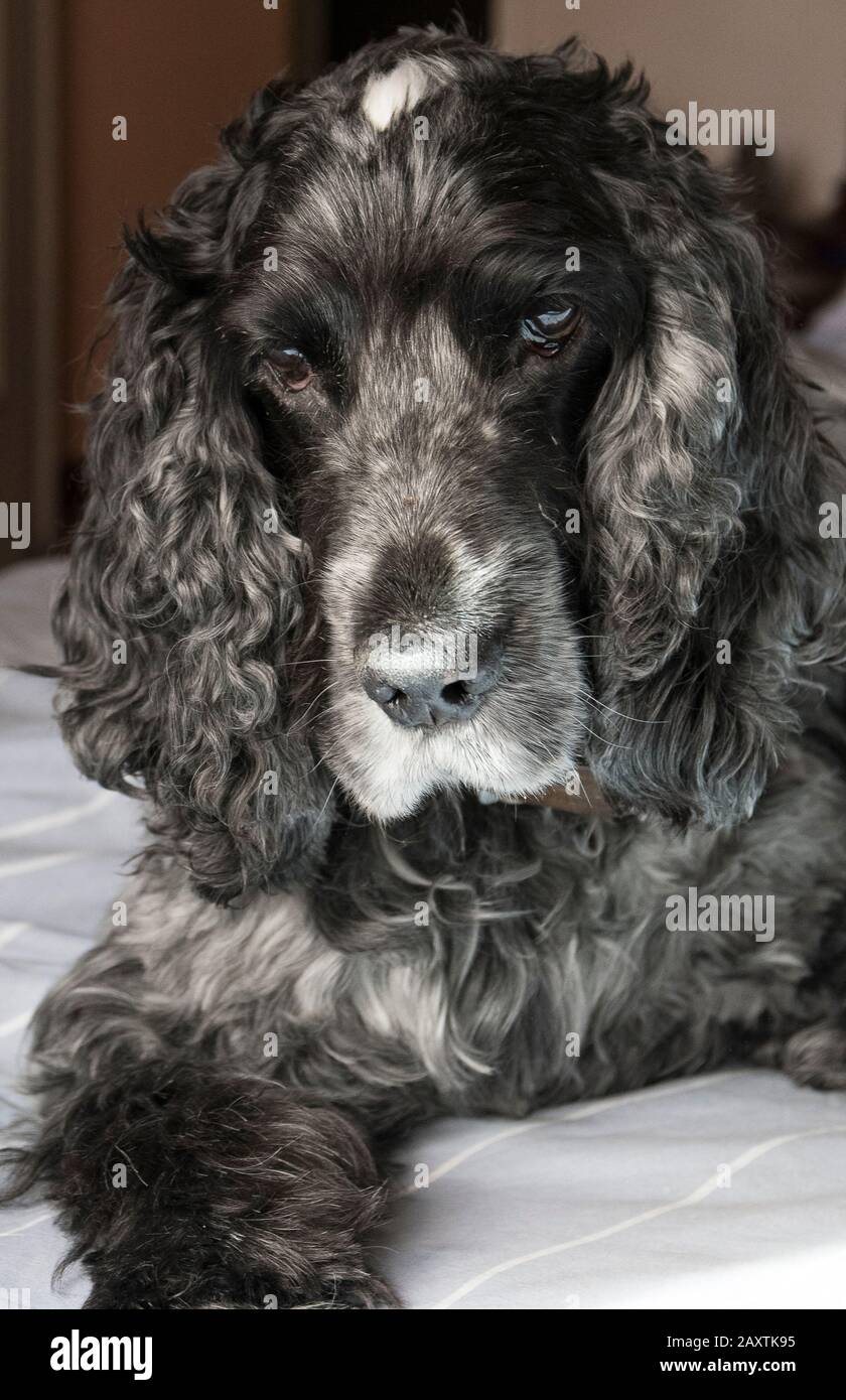Portrait of eleven-year-old English cocker spaniel dog Stock Photo - Alamy
