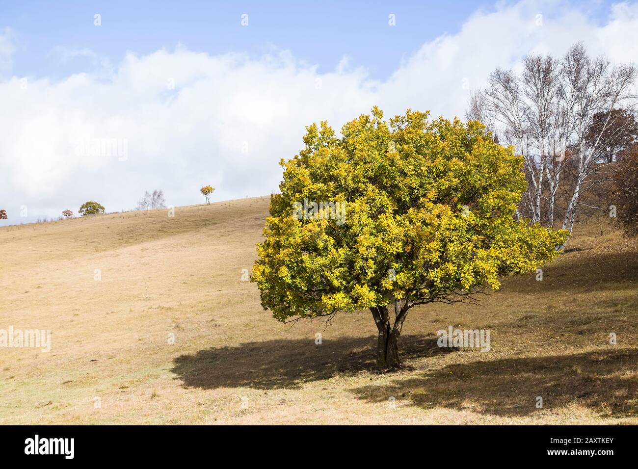 In autumn, trees on the hillside Stock Photo - Alamy