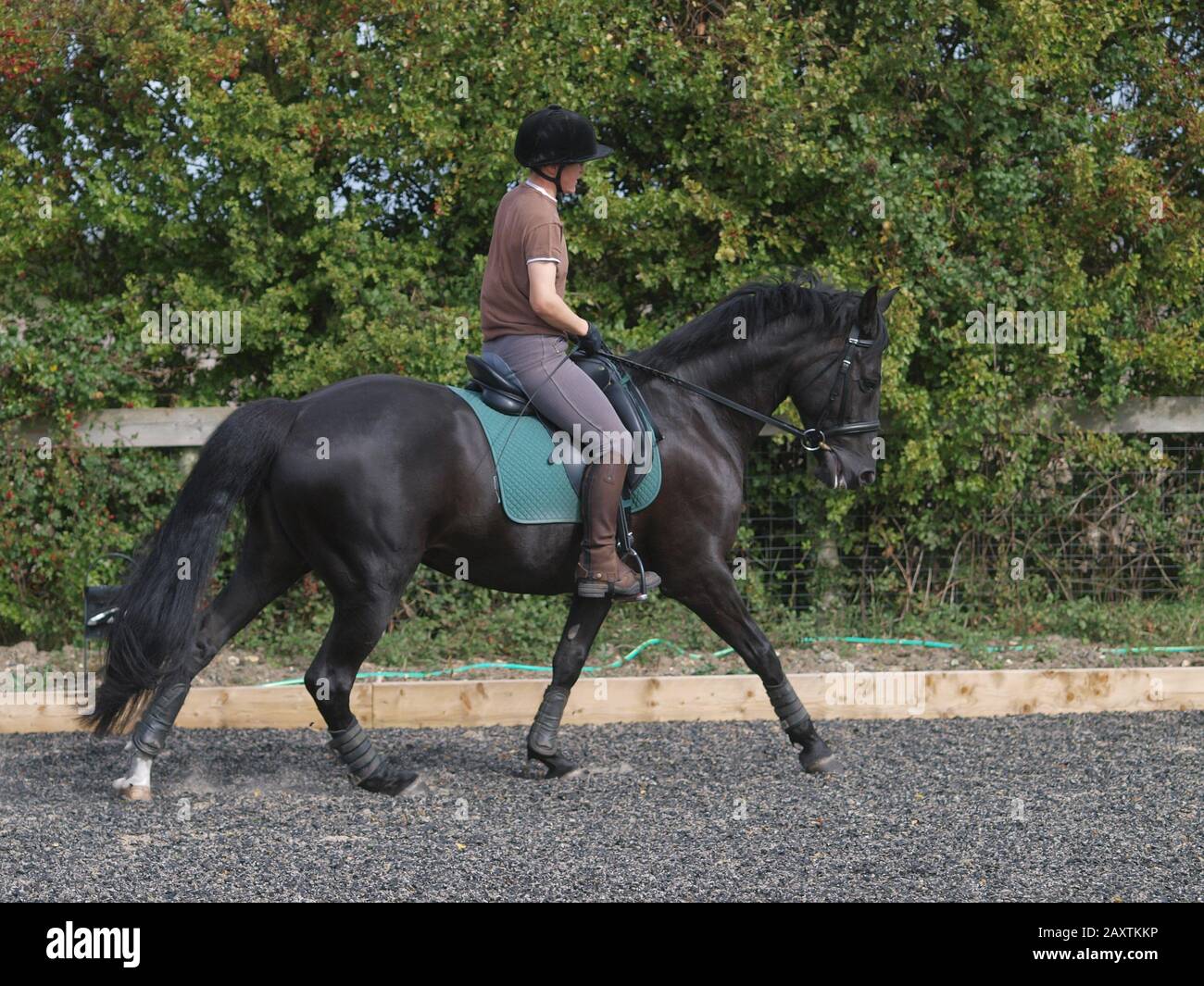 A young woman schools a black horse in a riding arena Stock Photo - Alamy