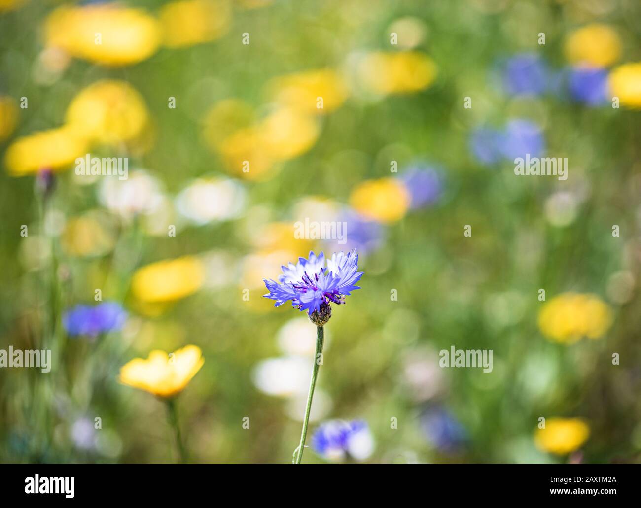 English meadow flowers hi-res stock photography and images - Alamy