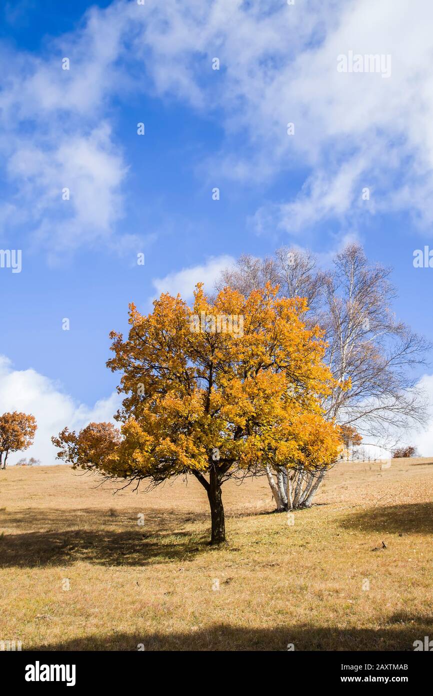 In autumn, trees on the hillside Stock Photo - Alamy