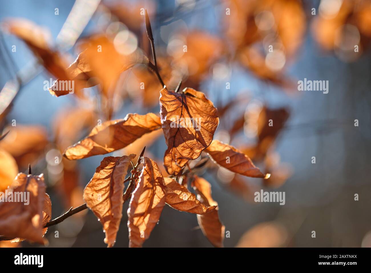 Wrinkled leaves hi-res stock photography and images - Alamy