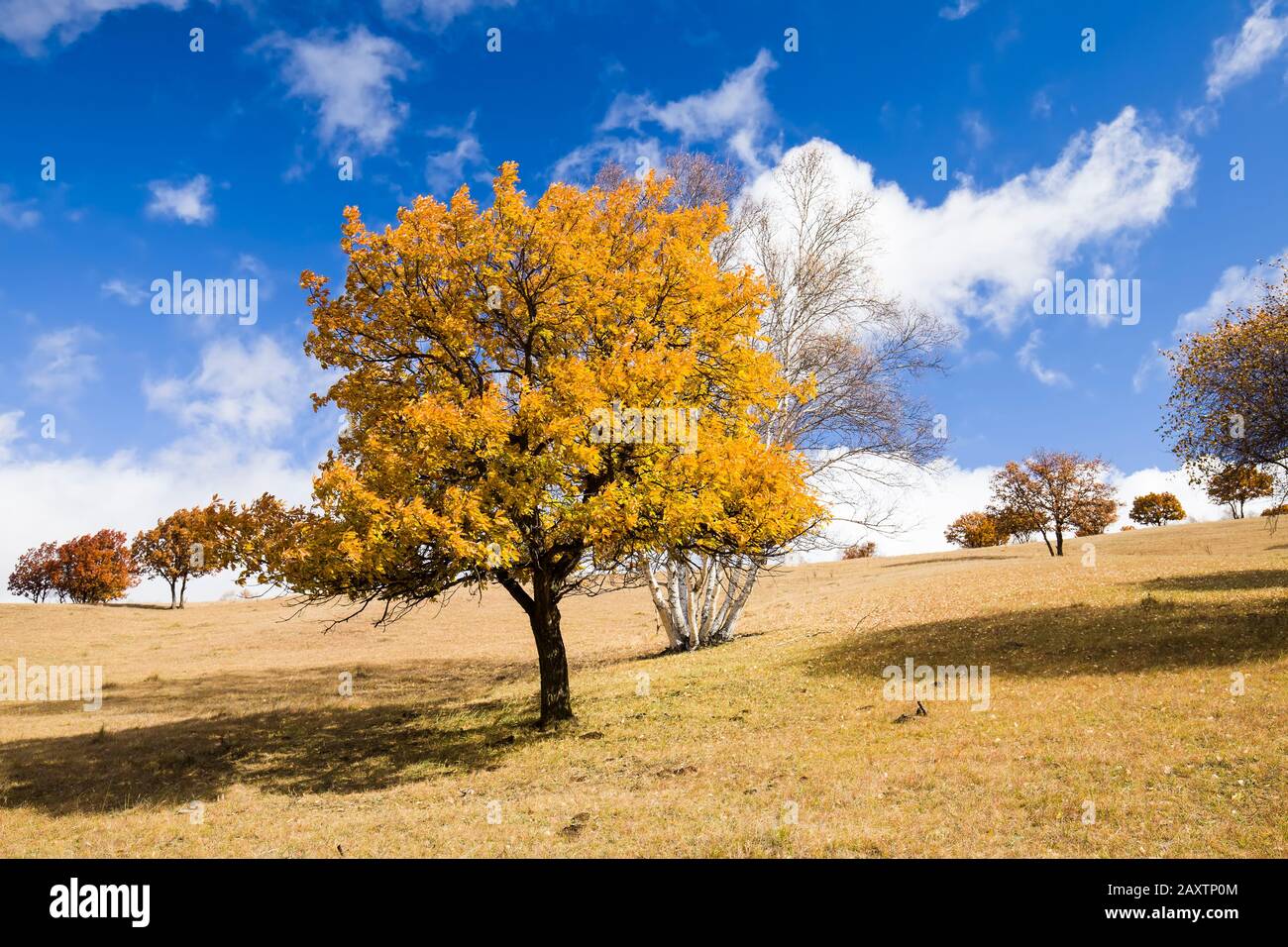 In autumn, trees on the hillside Stock Photo - Alamy