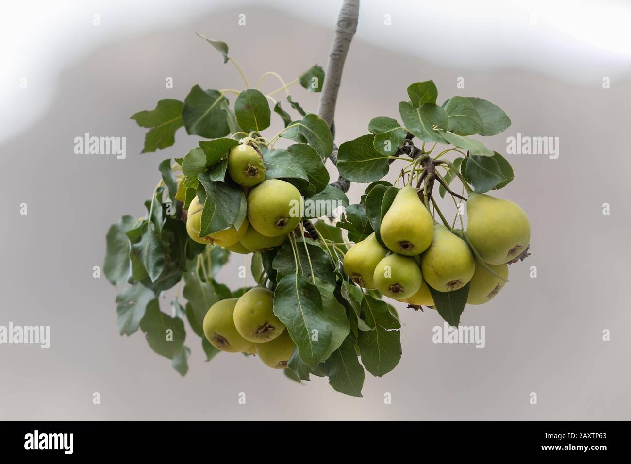 bunch of fresh juicy pears hanging fruit tree organic vegetarian Stock ...