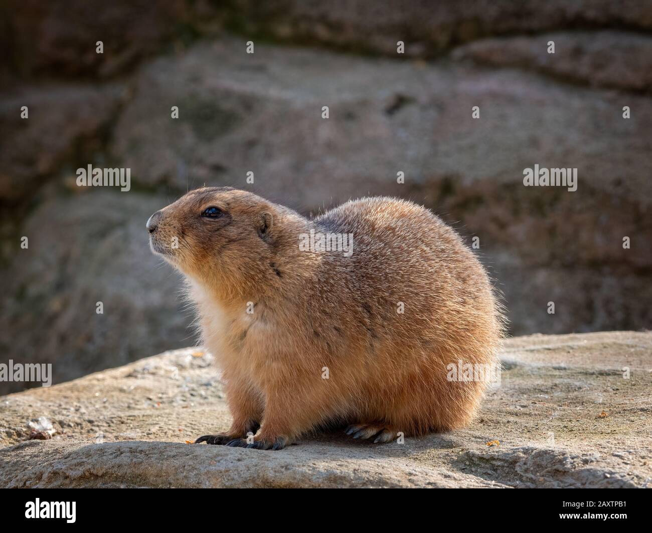 The black-tailed prairie dog is a member of the squirrel family and is ...