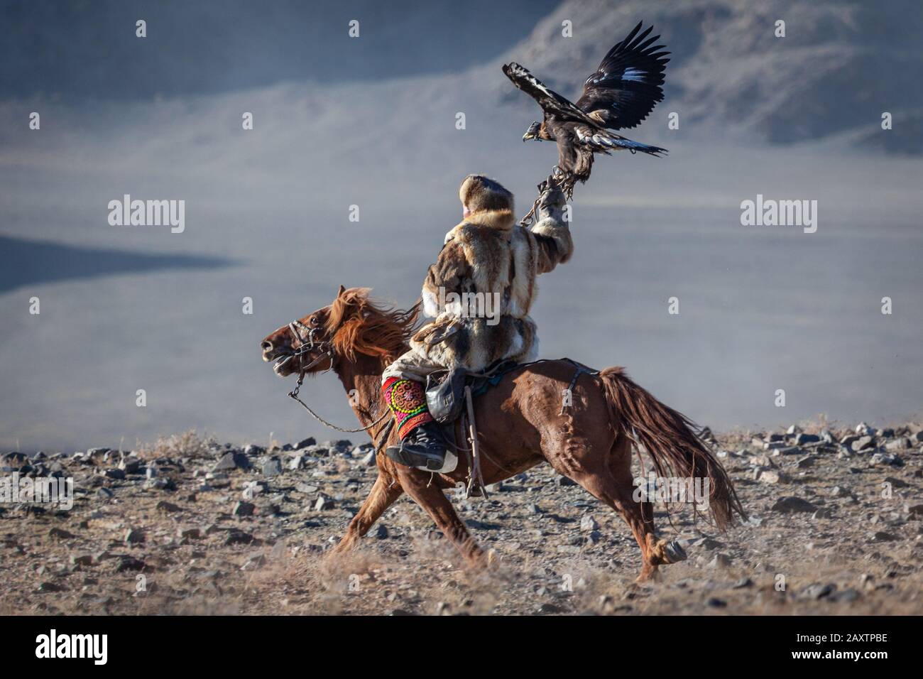Kazakh berkut hunting western Mongolia Golden eagle festival horse ...
