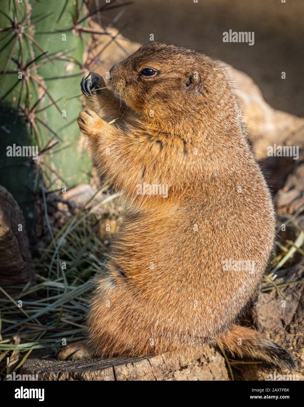The black-tailed prairie dog is a member of the squirrel family and is ...
