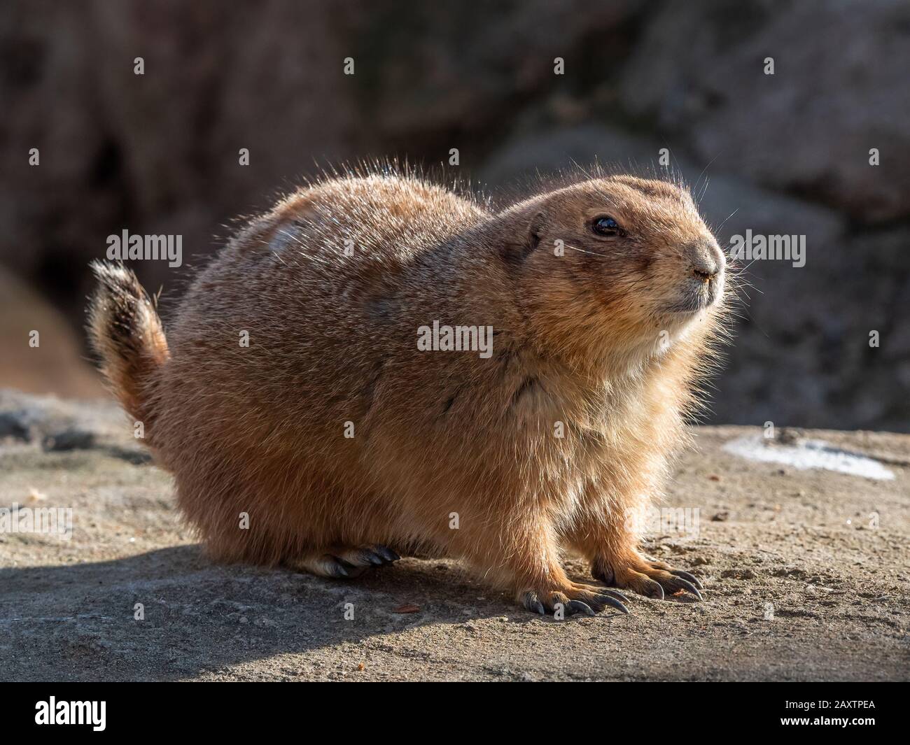 Furry family member hi-res stock photography and images - Alamy