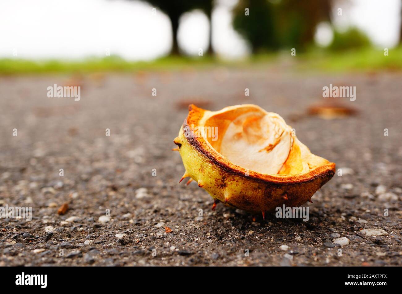 Closeup shot of the shell of a fruit laying on the ground in a park ...