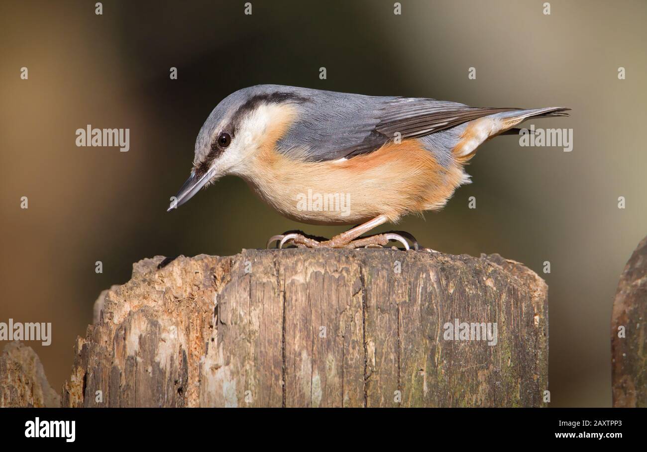 Nuthatch, Sitta europea, sitting on a fence post searching for food ...