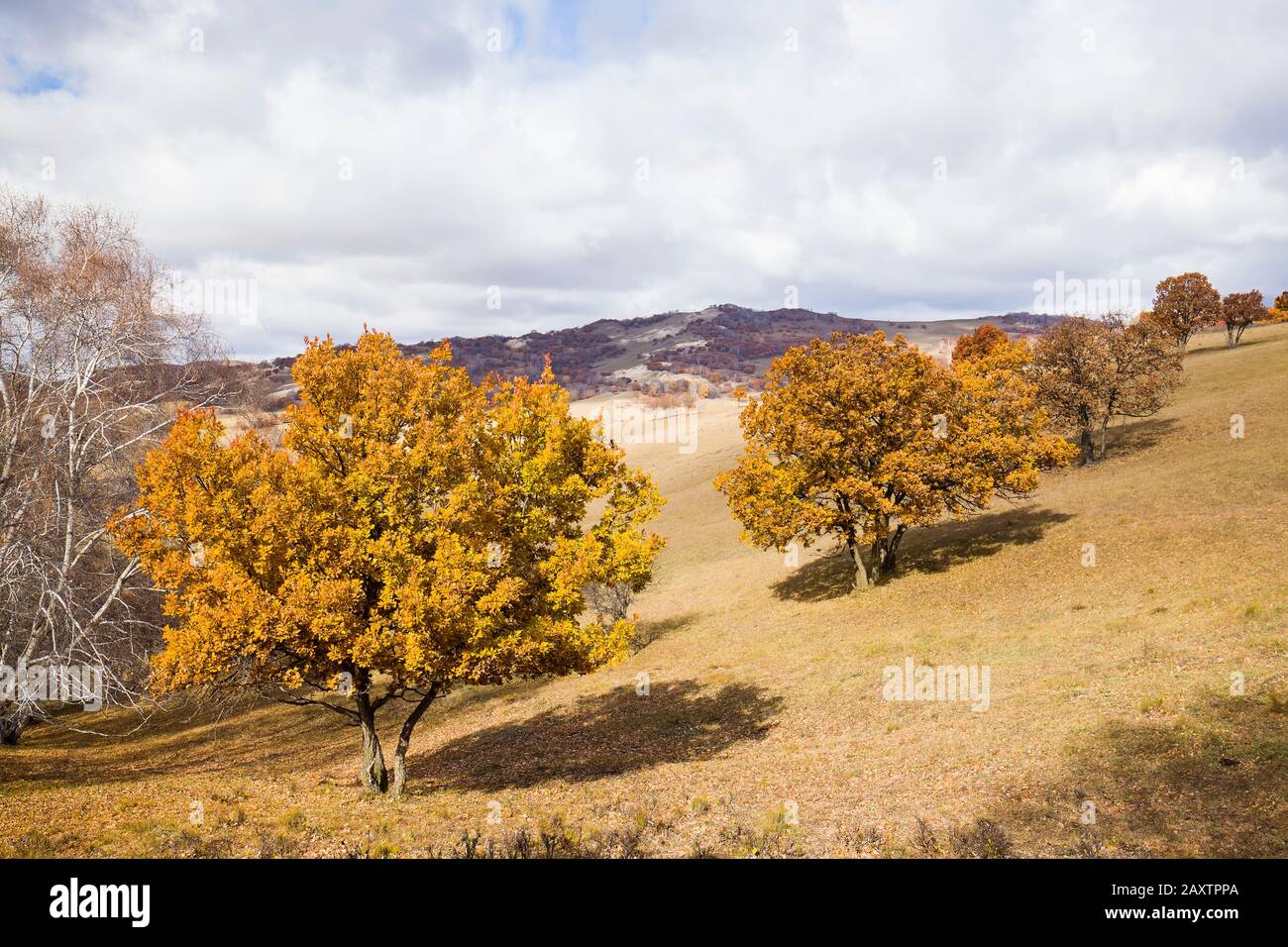 In autumn, trees on the hillside Stock Photo - Alamy